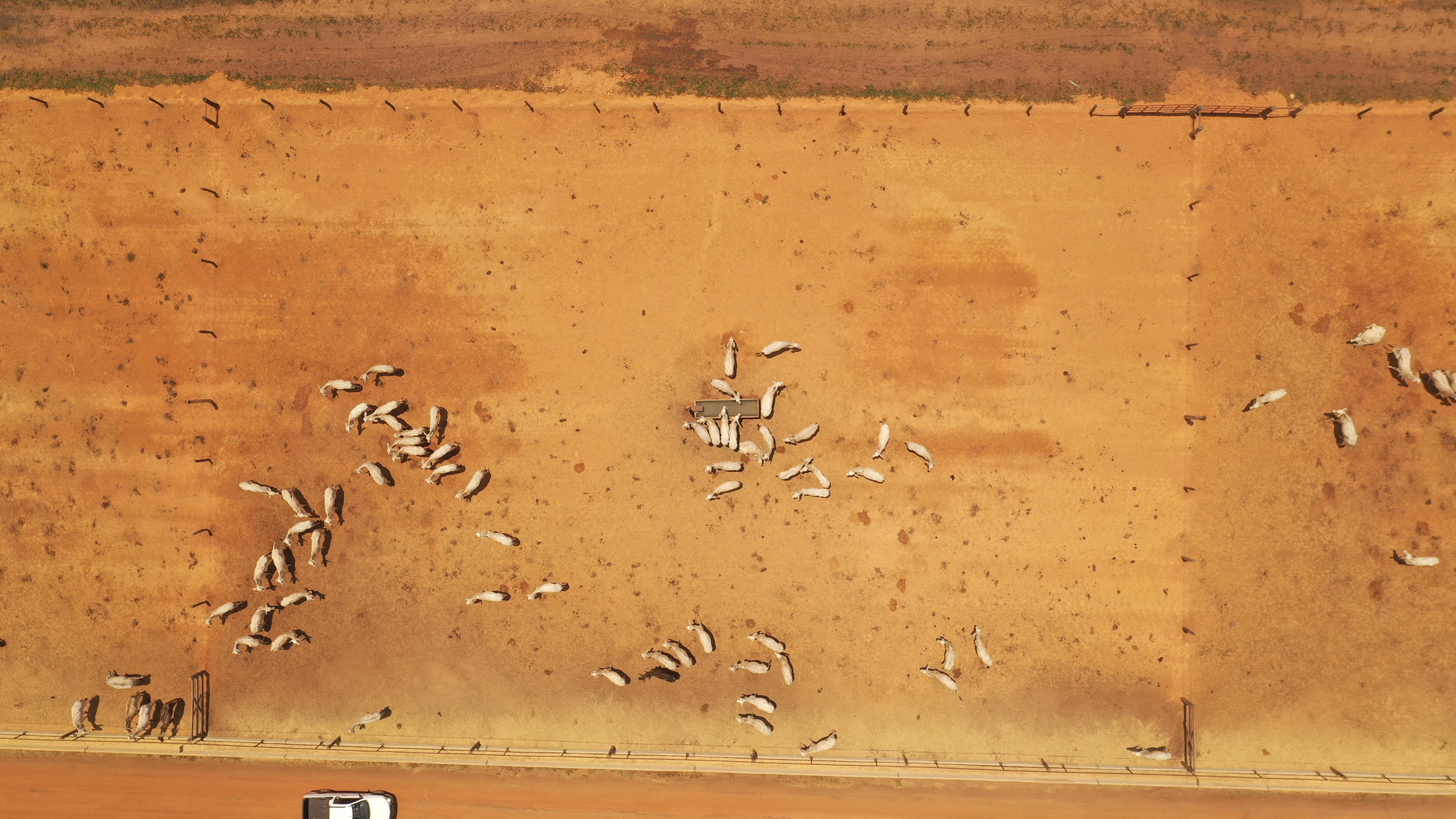 cattle_counting_v2 Instance Segmentation Dataset by detectcattlepaddock