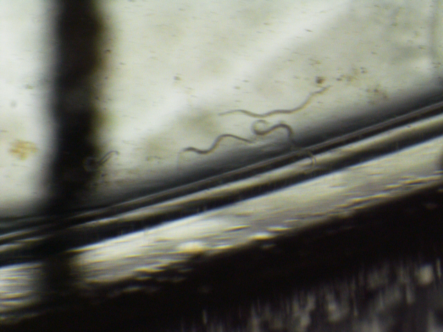 How to Use the Nematodes counting Object Detection API