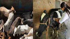 cow Classification Dataset and Pre-Trained Model by ito