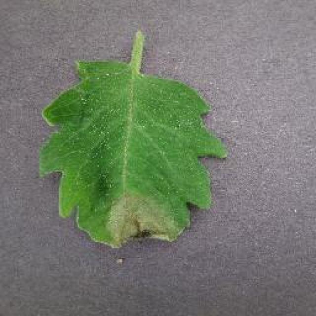 Pilot Object Detection Dataset By Unitec