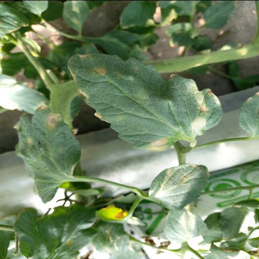 TOMATO DISEASE Object Detection Model by UNITEC