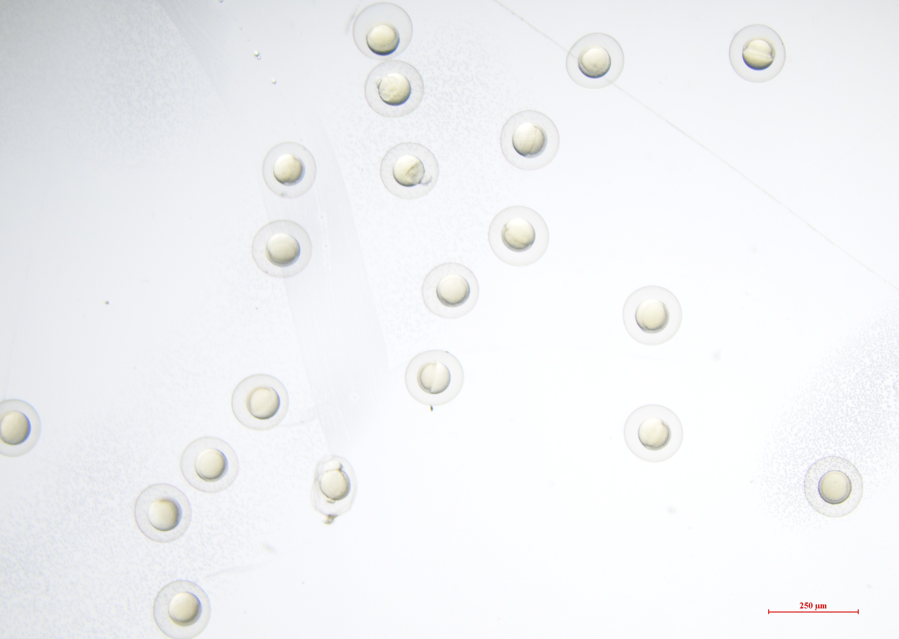 dre_embryo_merged Object Detection Dataset and Pre-Trained Model by Hsujo