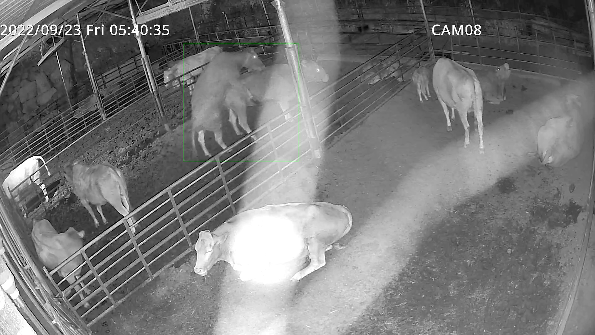 Cow Mounting Object Detection Dataset by datasett