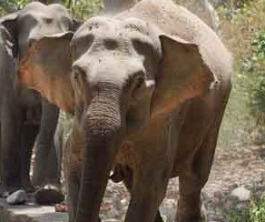 Aggressive Elephant Detect Object Detection Dataset by AKila