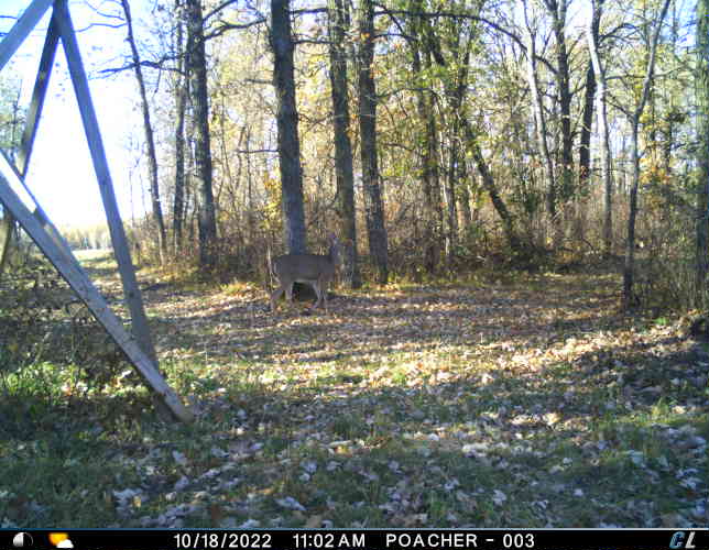 Deer Object Detection Model by DeerTracker