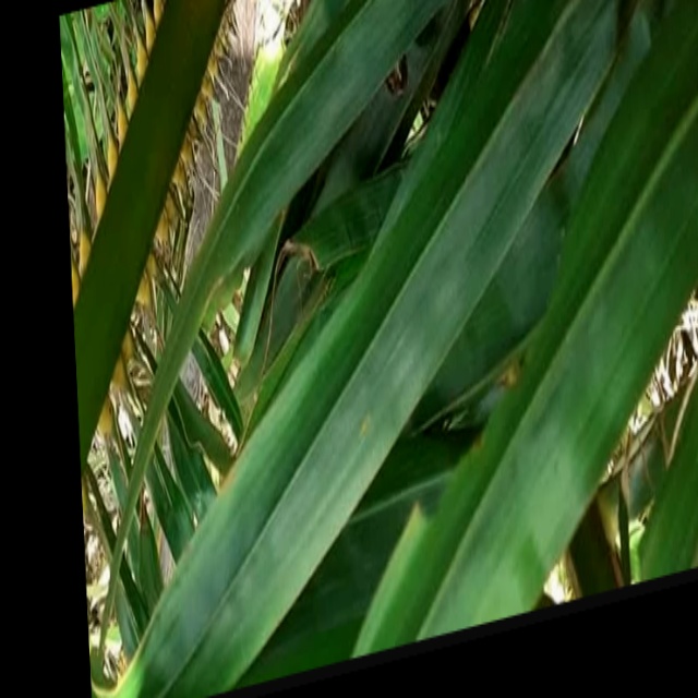 Daun Sehat Object Detection Dataset by pendeteksi penyakit dan hama