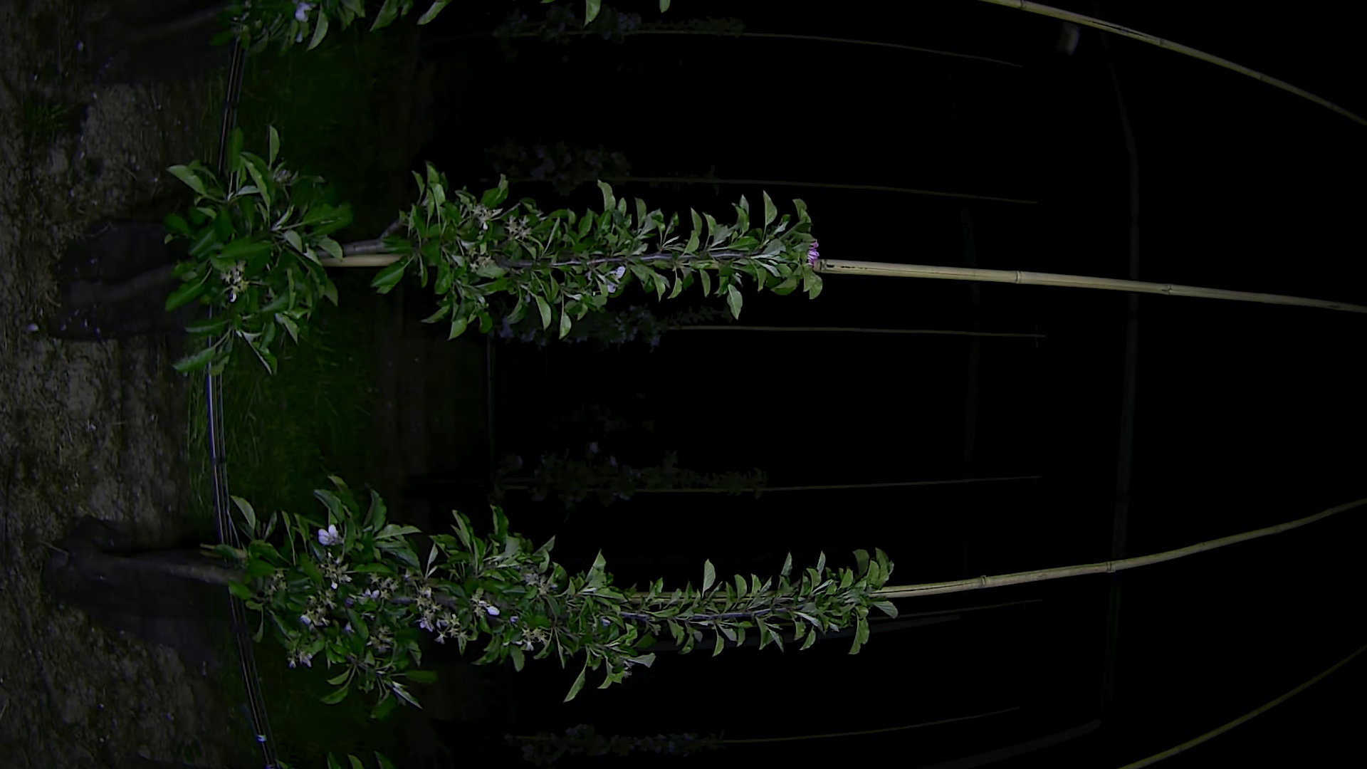 Apple complex (Copy of: Apple flower clusters ) Instance Segmentation ...