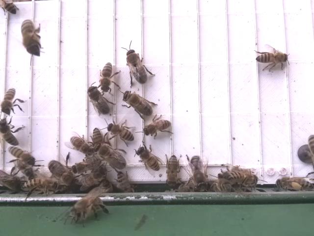 Bees Annotated By Vir Object Detection Dataset V1 2024 02 25 2 18pm By Bee Vir