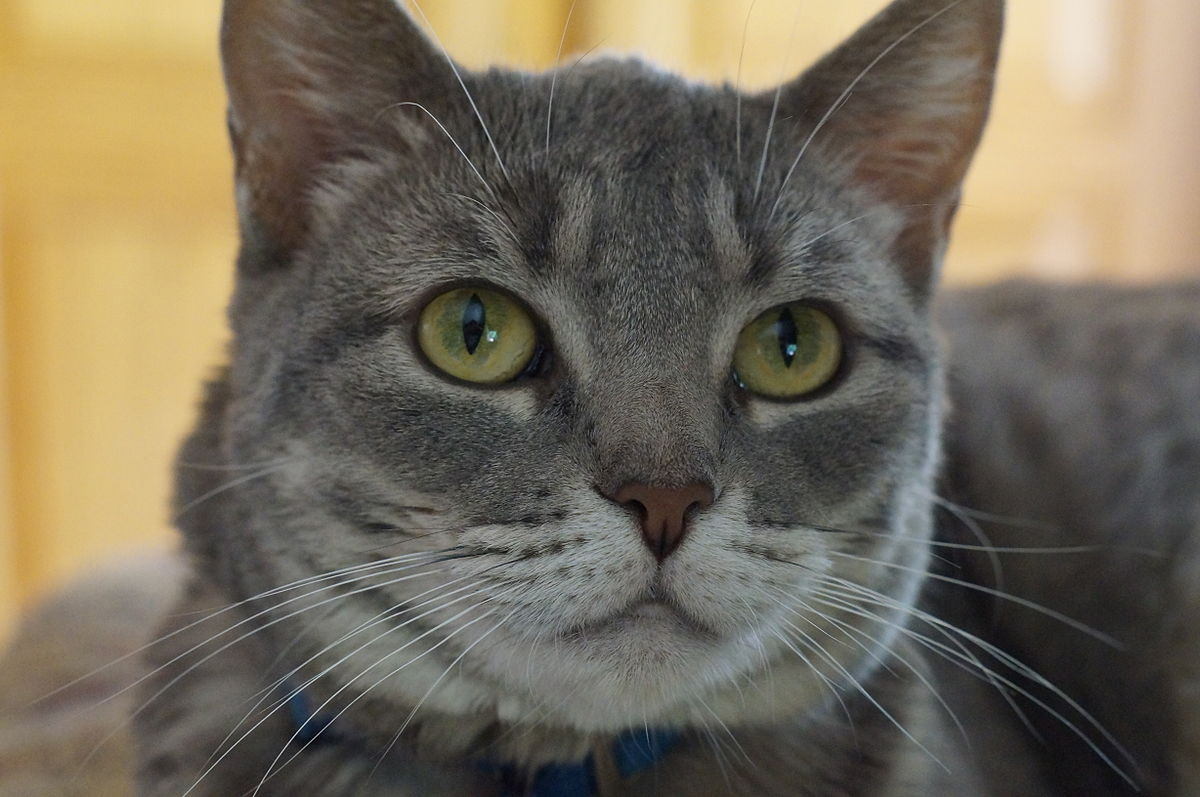 Cats Detection Object Detection Dataset By Ivan