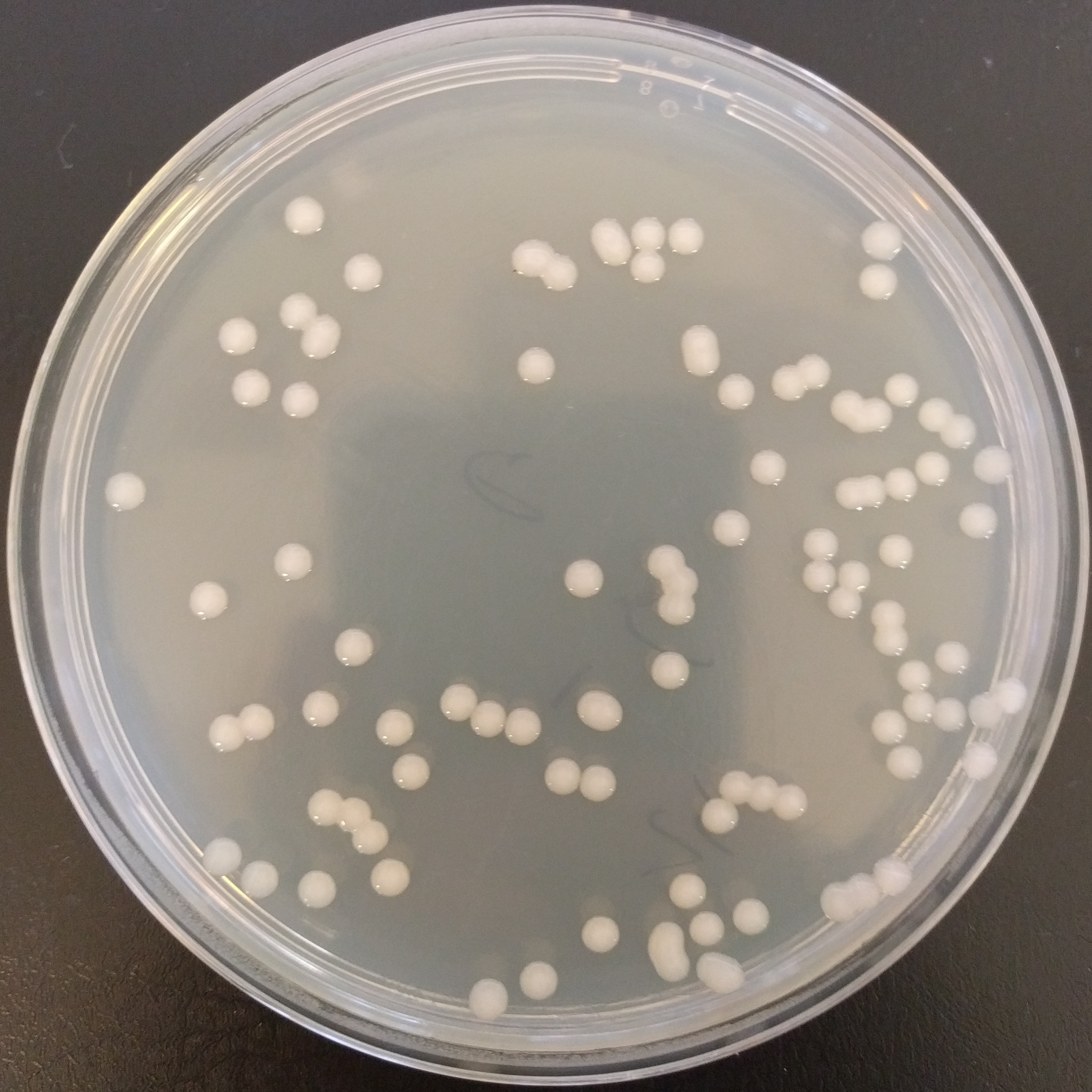 Culture Media Instance Segmentation Dataset by V1