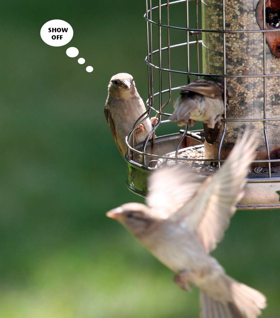 Sparrow Object Detection Dataset By Yuan Ze University