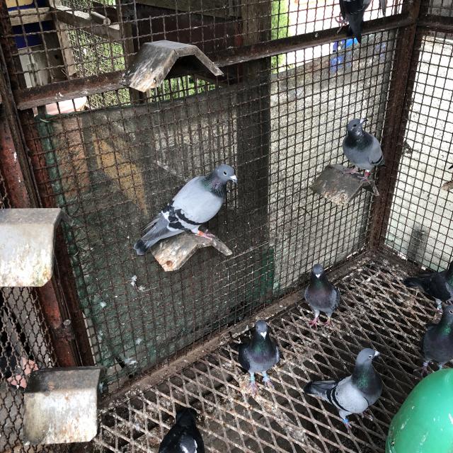 Pigeon-02 Object Detection Dataset by Yuan Ze University