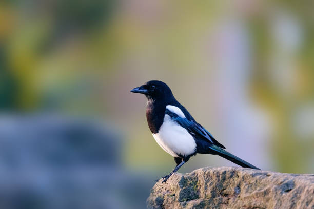 Birds Object Detection Dataset By Yuan Ze University