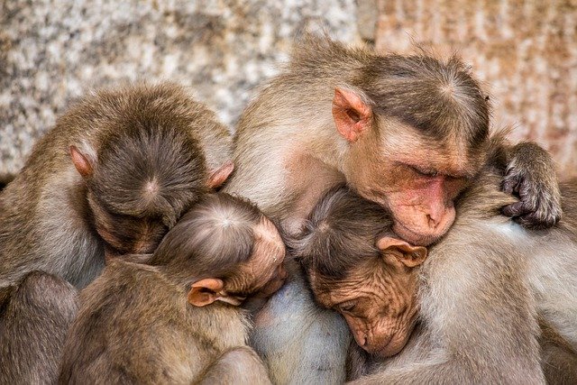 detect monkey Instance Segmentation Model by psis