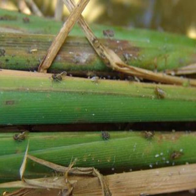 Rice Pest Main Object Detection Dataset By Elediko