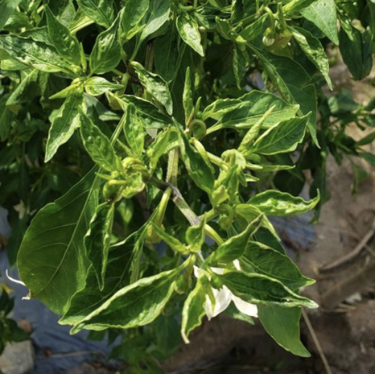 chili disease Object Detection Dataset and Pre-Trained Model by chili disease detection