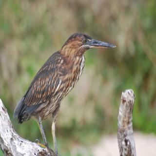 birds Object Detection Model by Thesis