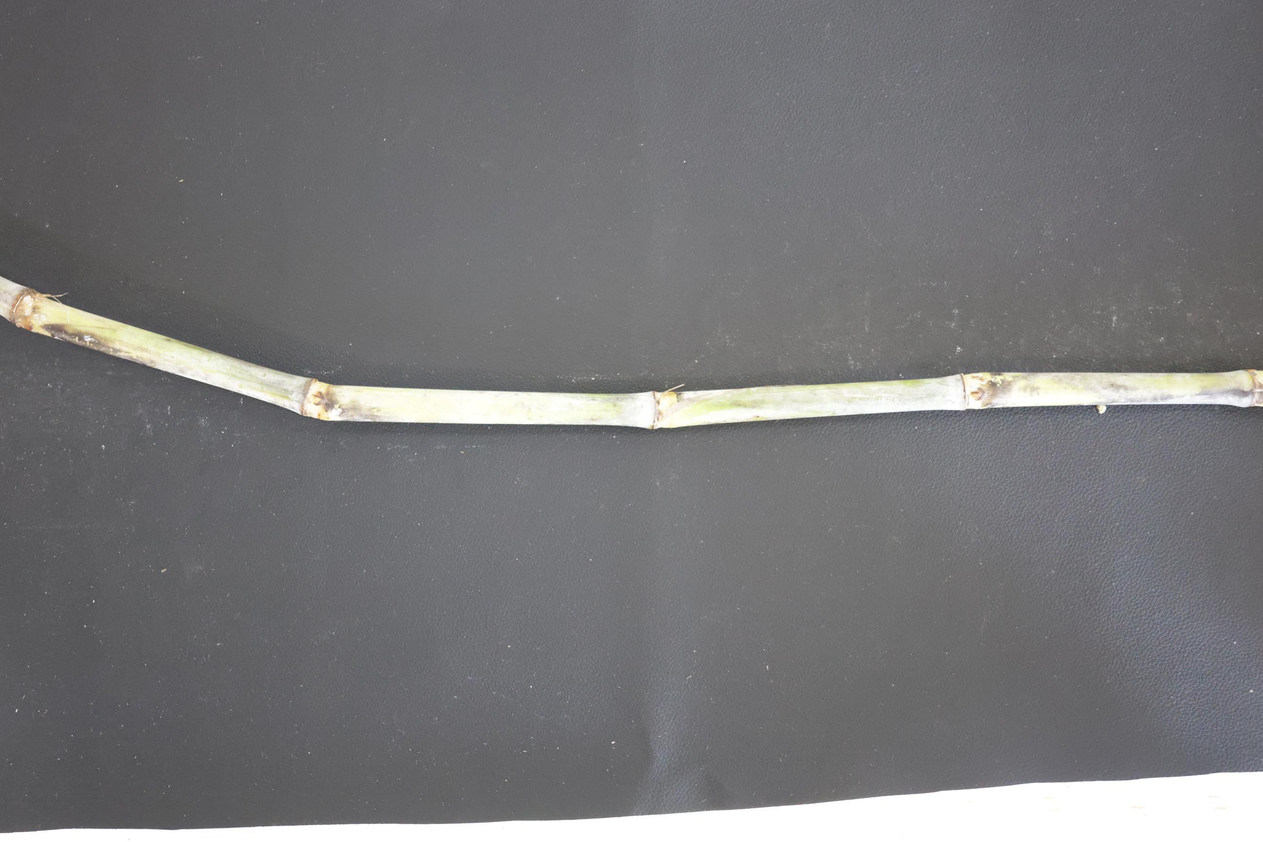 How to Use the cane varieties Object Detection API