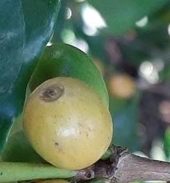 BestResultswithchangesinBX3 Object Detection Dataset by THESIS