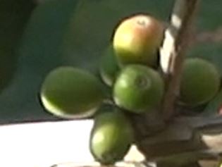 Masters Thesis Object Detection Dataset by THESIS