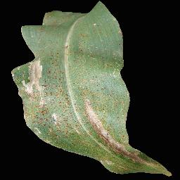 Common rust Classification Model by TG