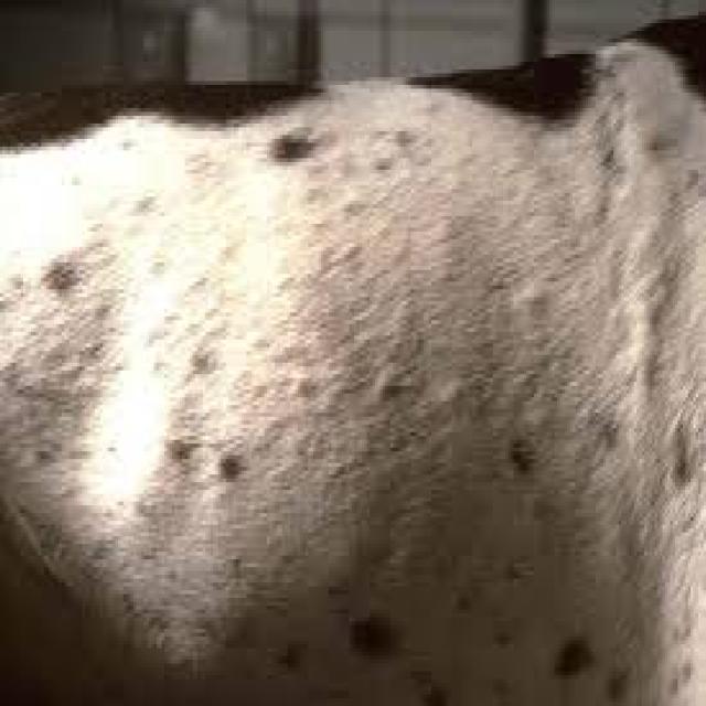 Dog disease detection 1 Classification Model by Dog dataset