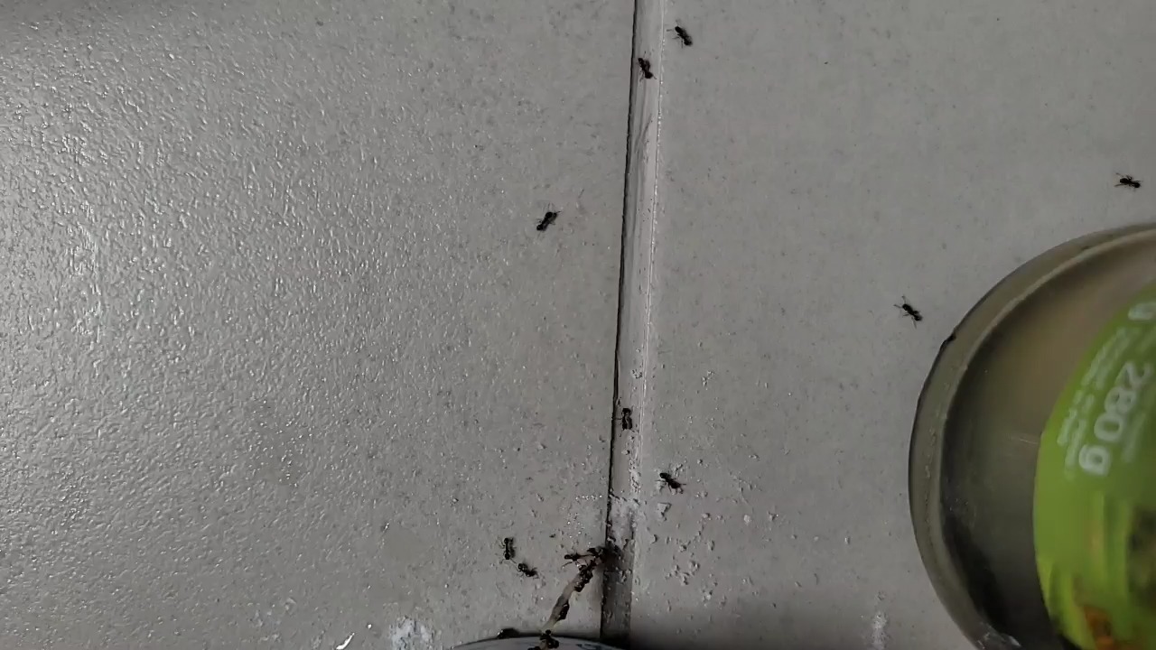 AntsProject Object Detection Dataset by ants