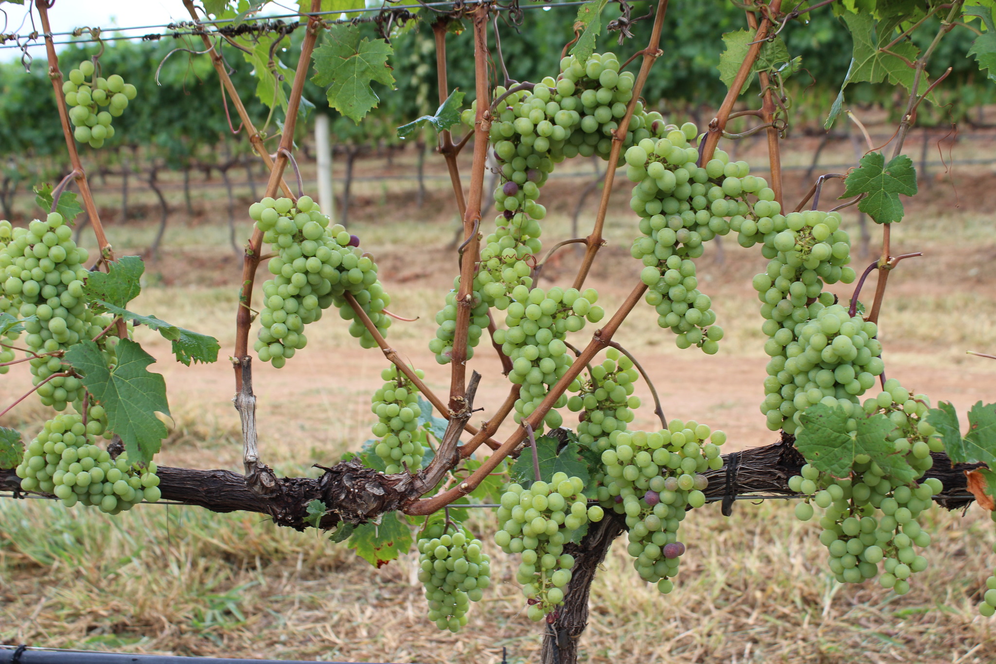 Project (project-paazx) - Roboflow Universe