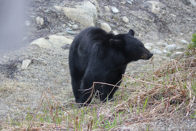 Bear Object Detection Dataset by School