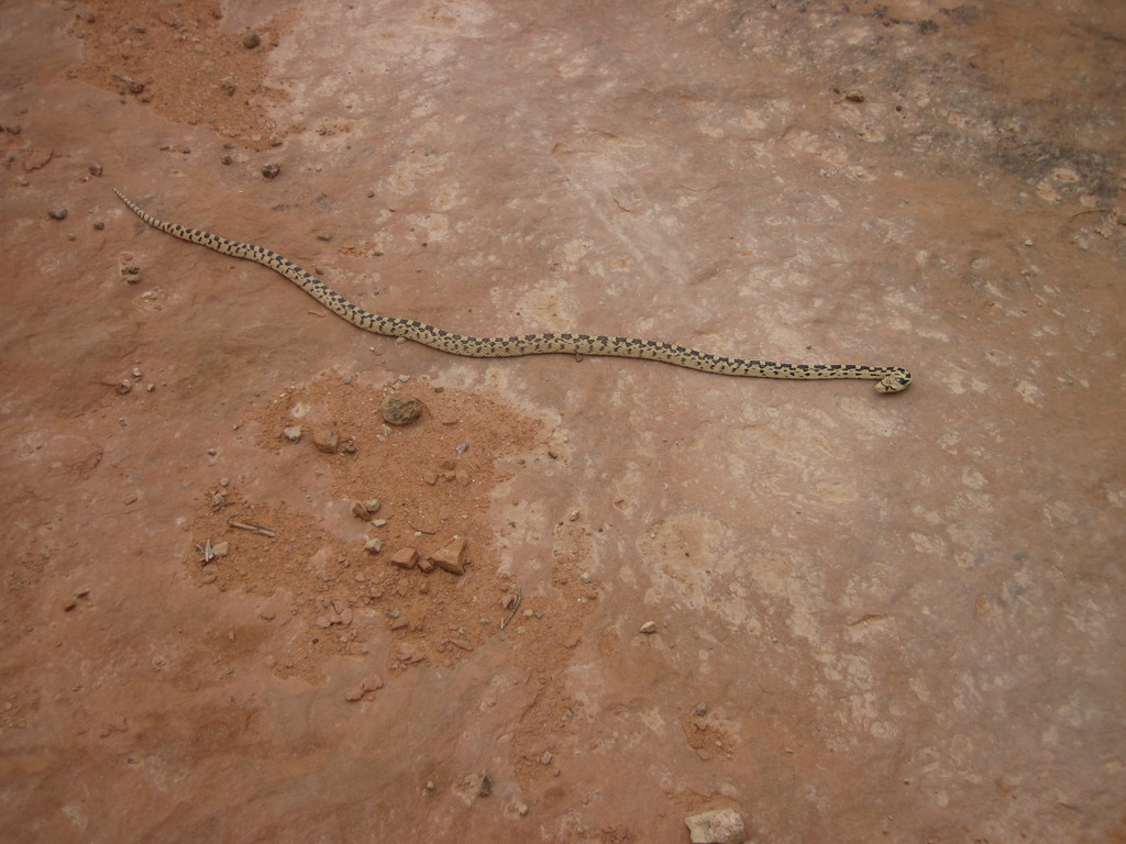 Snake Object Detection Dataset by School