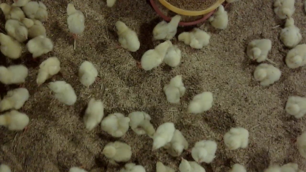 Chickens Oussaifi Object Detection Dataset By Faceyolonas