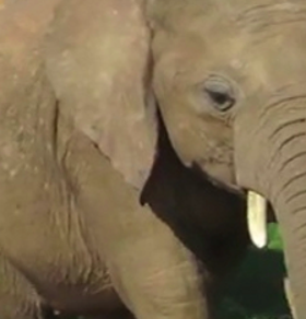 elephant_de Object Detection Dataset by master