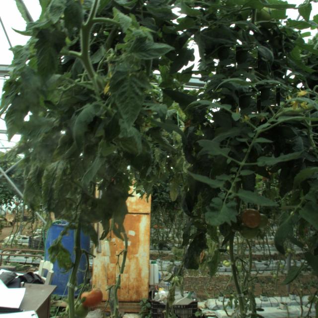 tomato Object Detection Dataset by rmutsv