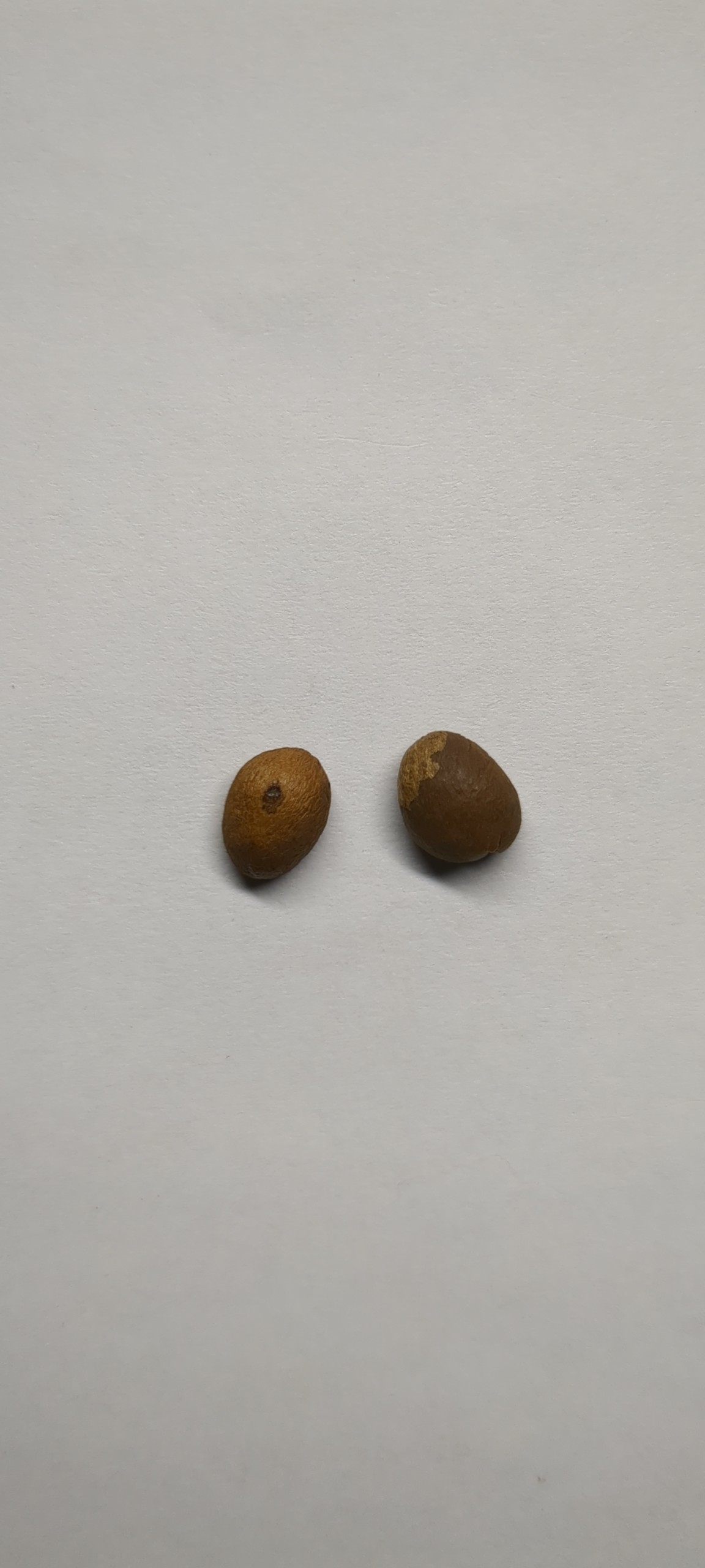 Robusta Coffee Bean Defects Instance Segmentation Model by Coffee Beans