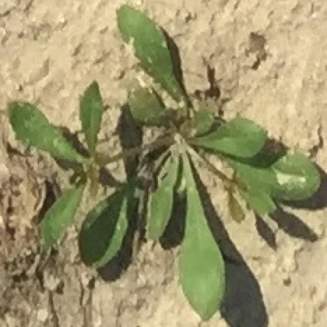 Weed Detection In Cotton Fields Object Detection Dataset And Pre