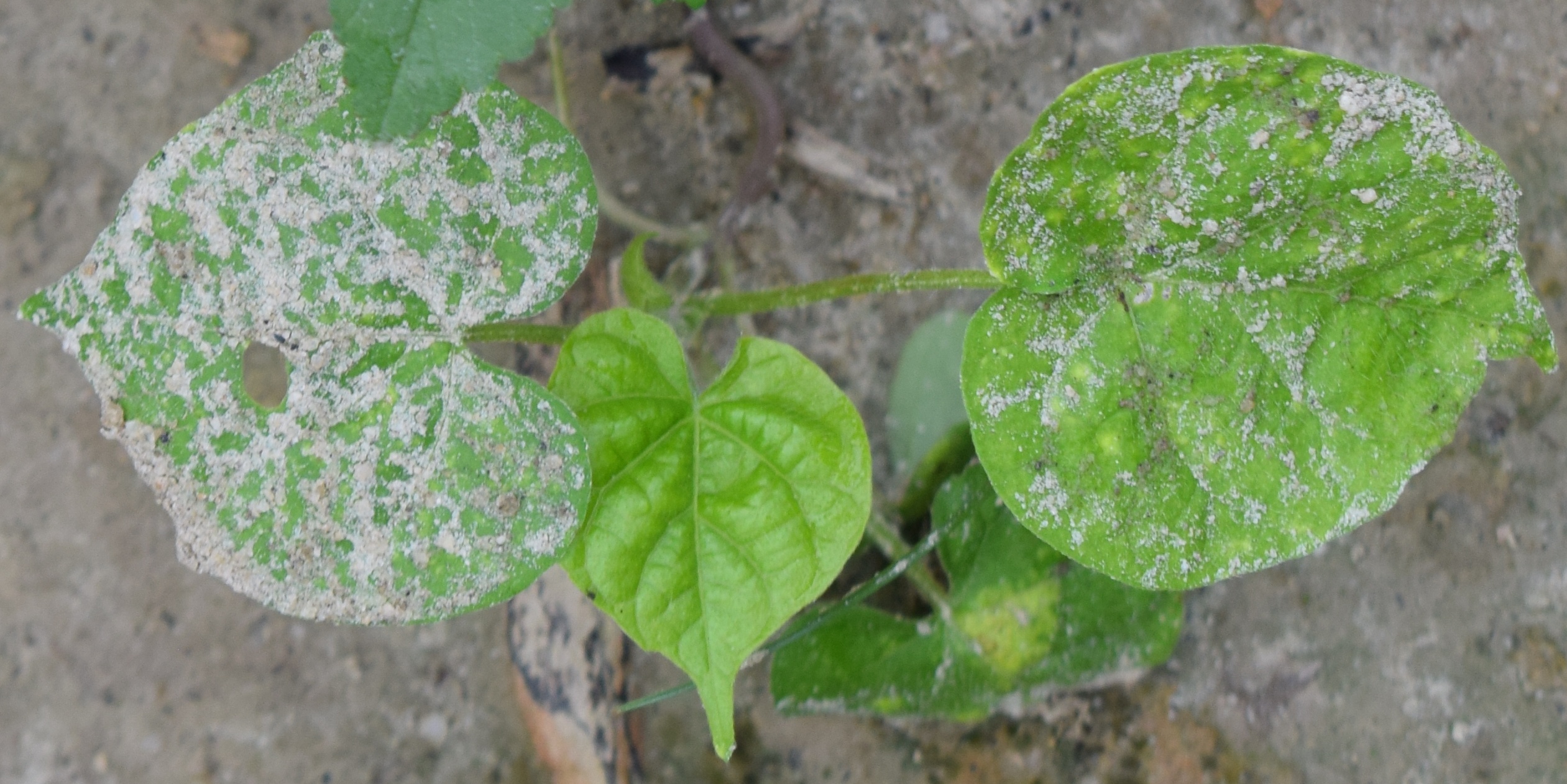 Object Weed Detection In Cotton Fields Object Detection Dataset And