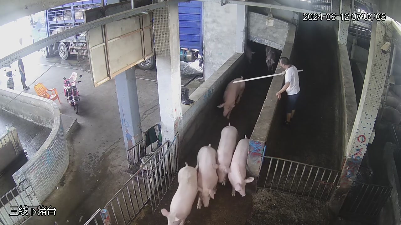 pig_count_new Object Detection Dataset by abc