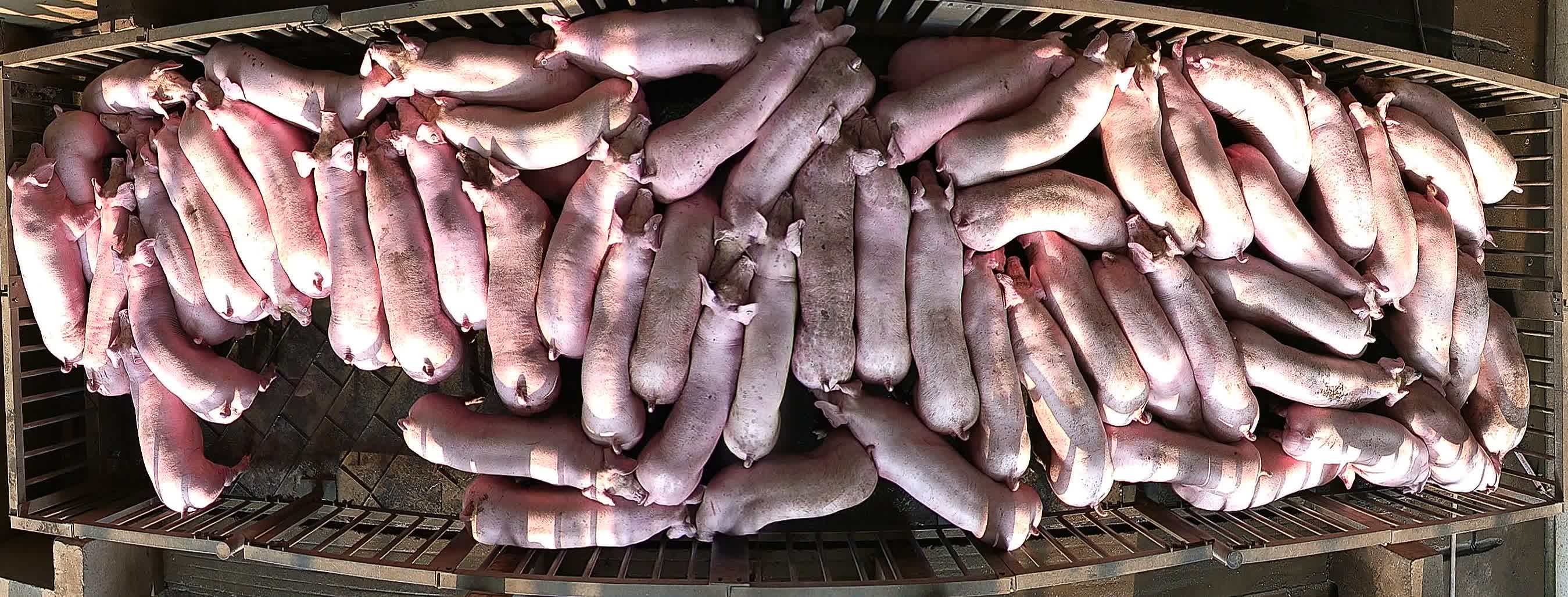 new_test_pig Object Detection Dataset by abc