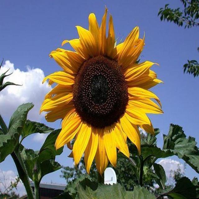 sunflower Object Detection Dataset by caai2024gbd