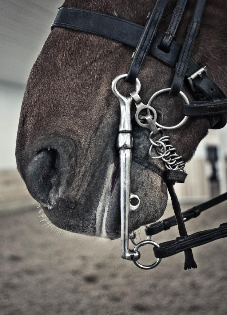 Animal_Detection Object Detection Dataset by Project Dian