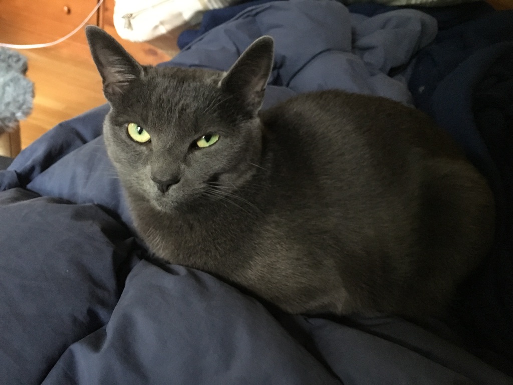 Cat Detection Object Detection Dataset By Me570 Cat