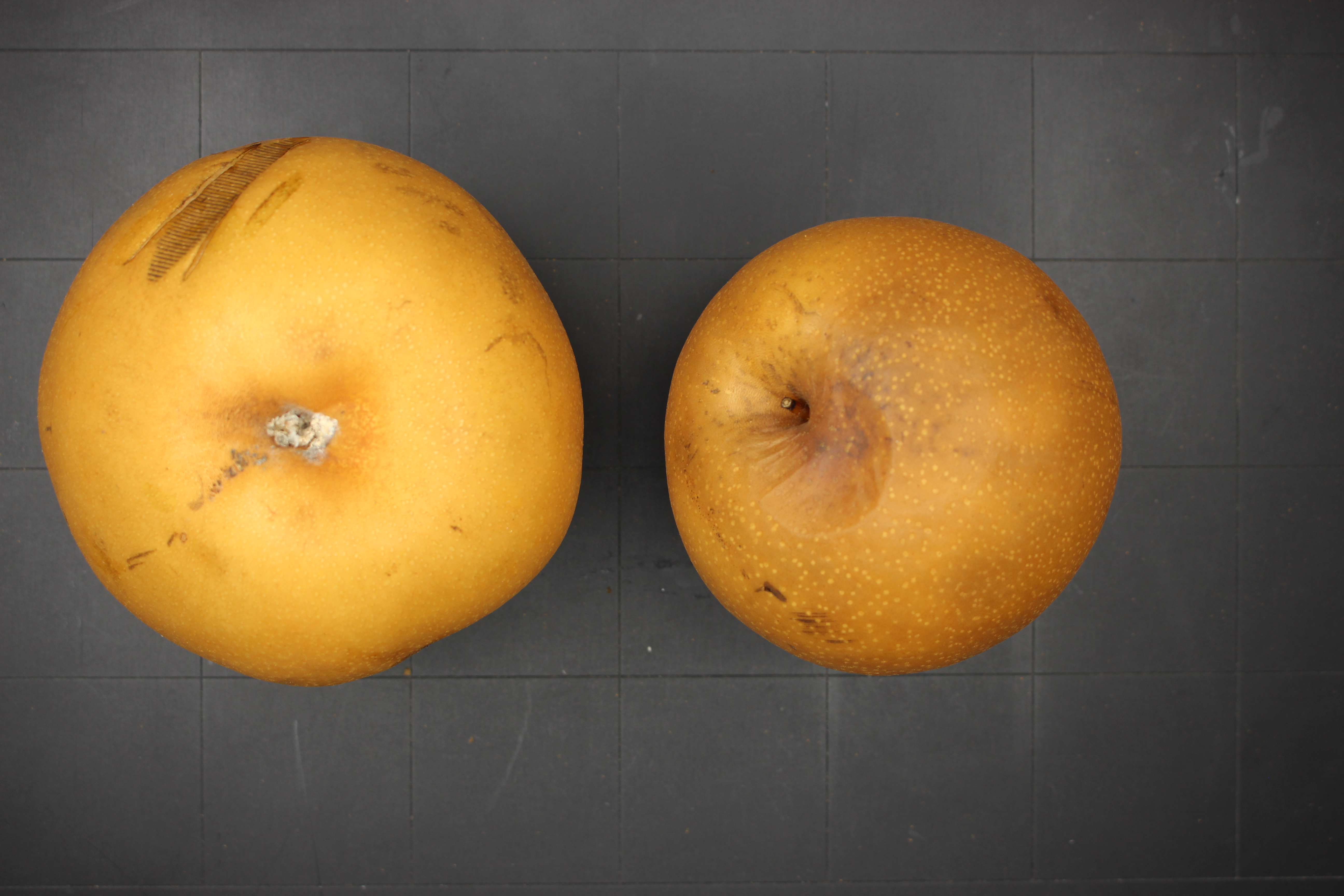 Pear Object Detection Model by Rita