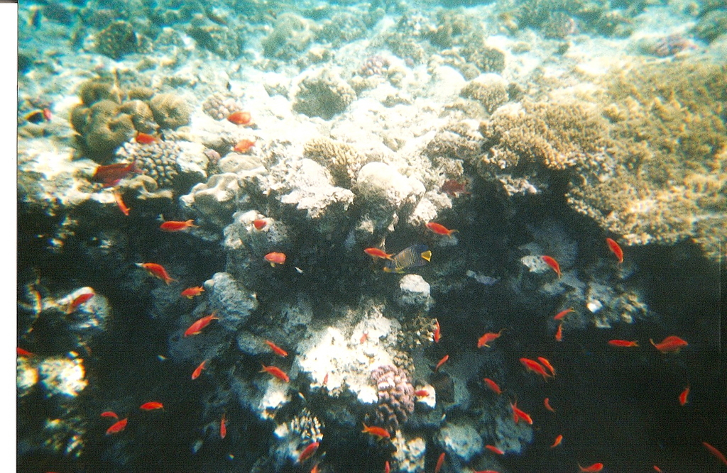 Fish_detection Object Detection Dataset by yolov8