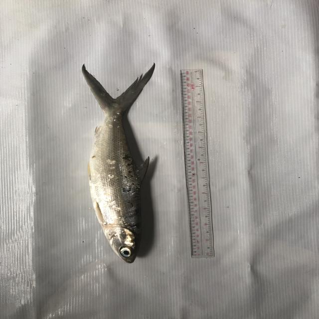 Fish Segmentation Instance Segmentation Dataset By Fishsegmentation