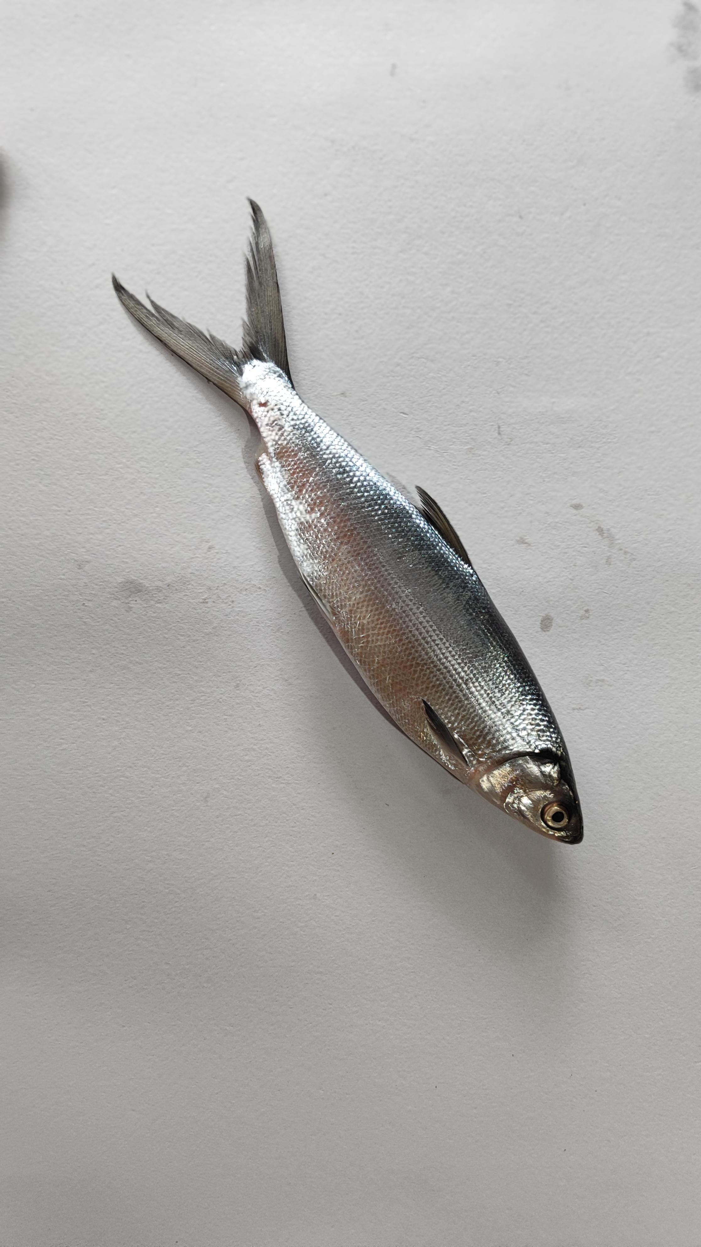 fish_segmentationv2 Instance Segmentation Dataset and Pre-Trained Model by fishsegmentation