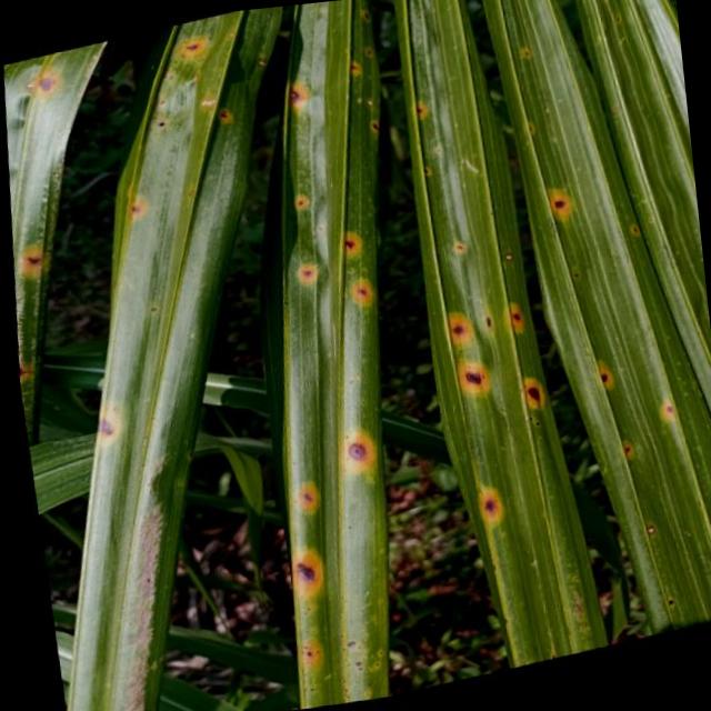 Arecanut_Disease Object Detection Dataset and Pre-Trained Model by D Premkumar