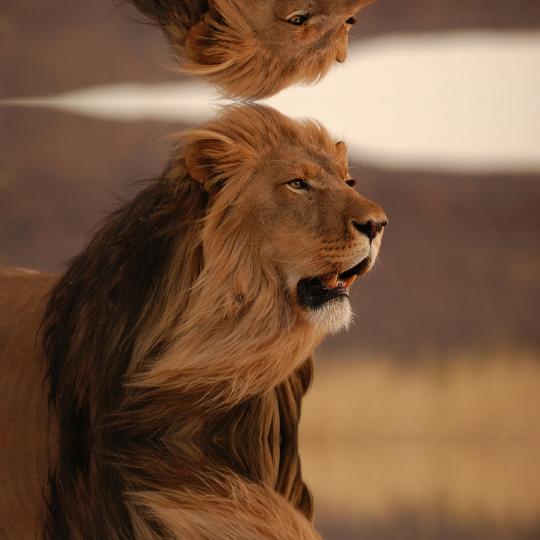 Wild_Animals_Detection Object Detection Dataset by FYP