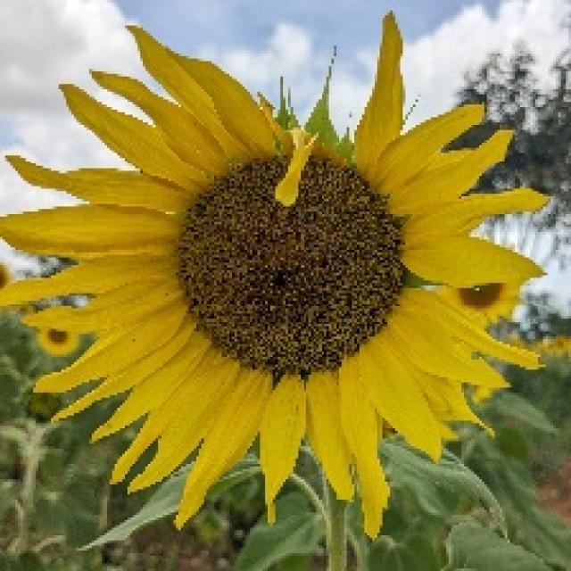 Pembelajaran Mesin2 Classification Dataset And Pre Trained Model By Works Space