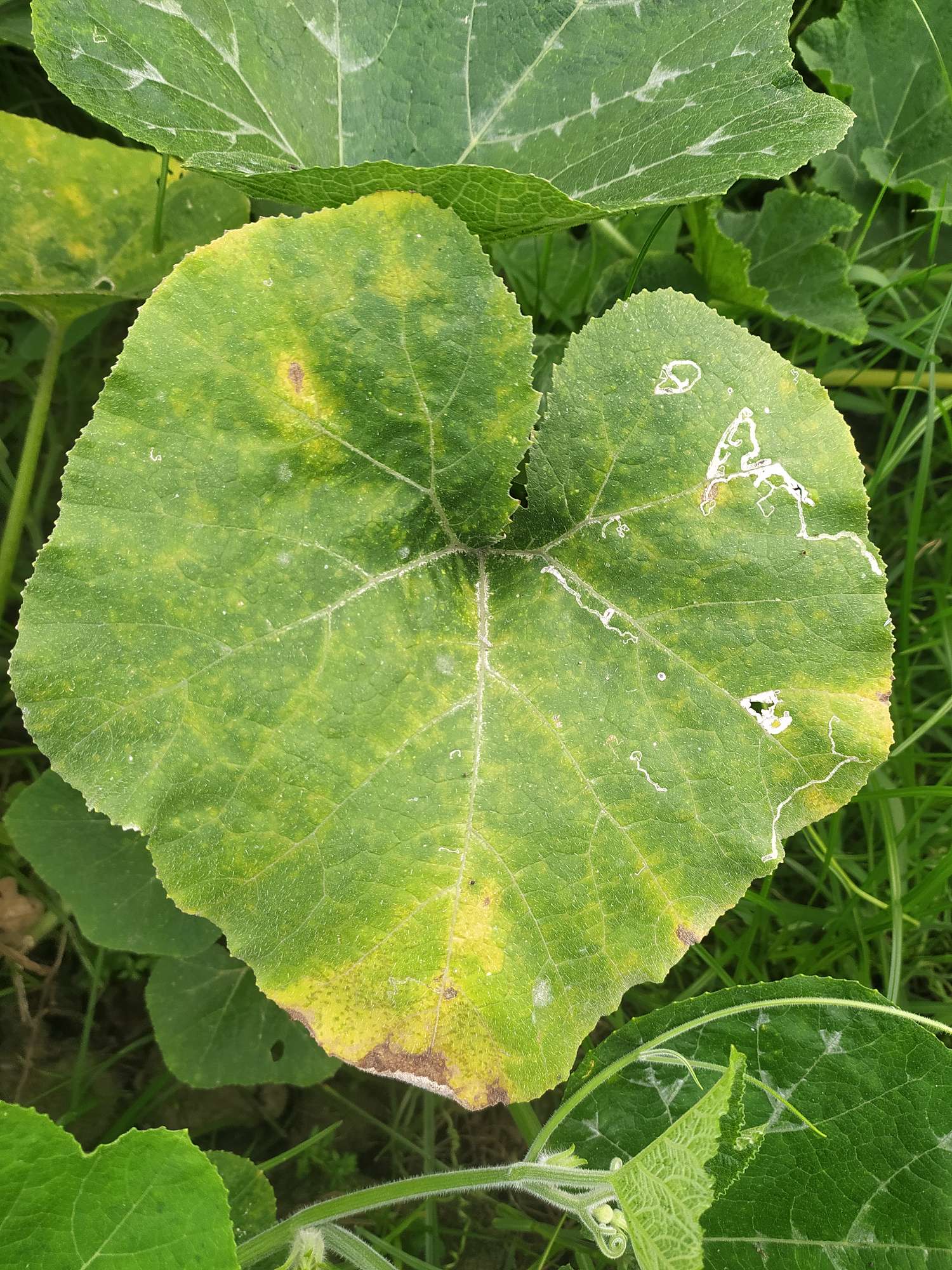 EWUBD: Pumpkin Leaf Dataset Classification Dataset by Md Miskat Hossain