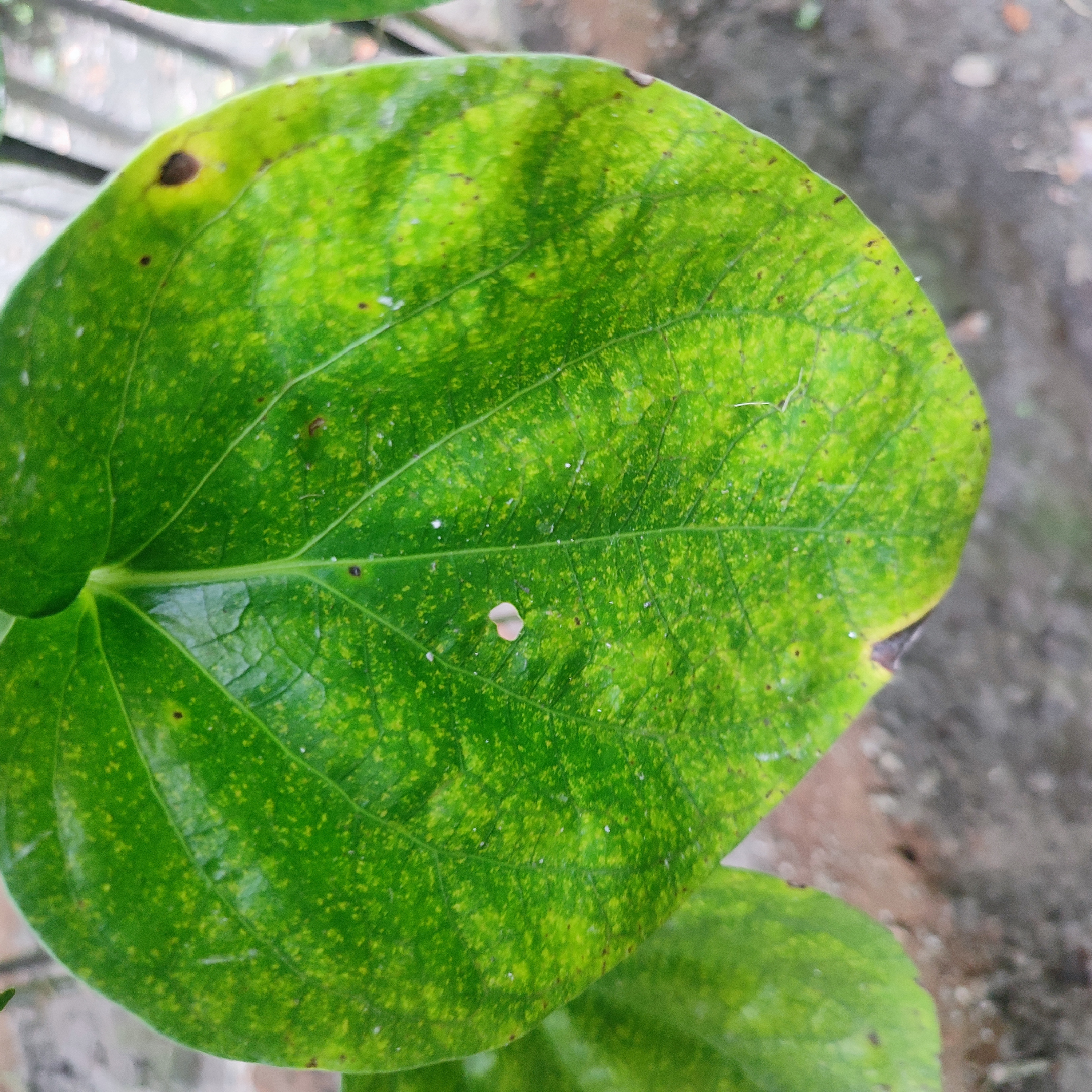East West University: Betel Leaf Dataset Classification Model by Md ...
